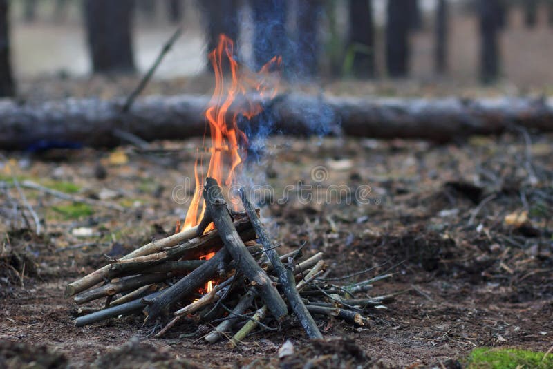 Bonfire in the forest stock photo. Image of smoke, inferno - 100948526