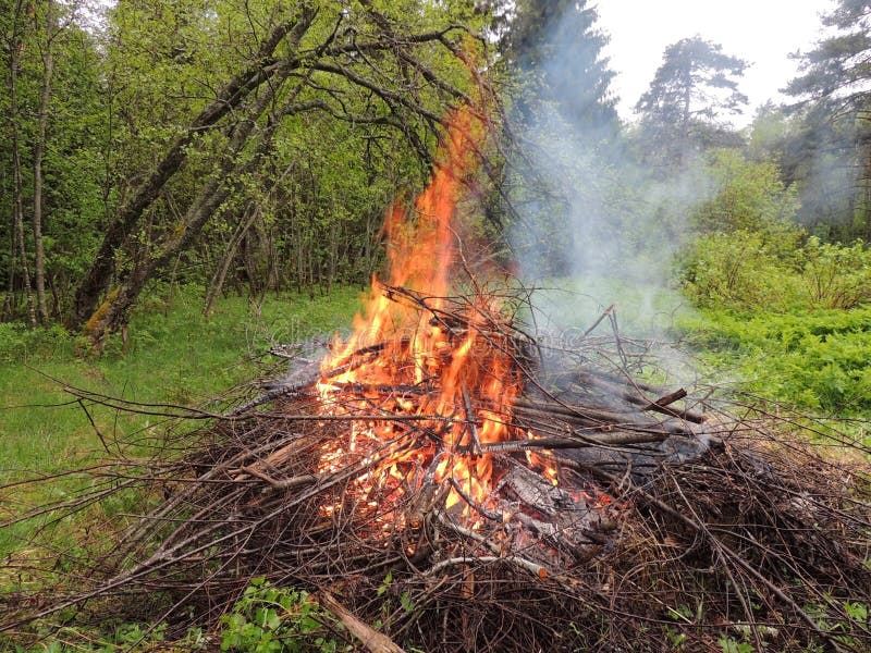 Bonfire on the forest edge stock photo. Image of tree - 31415834