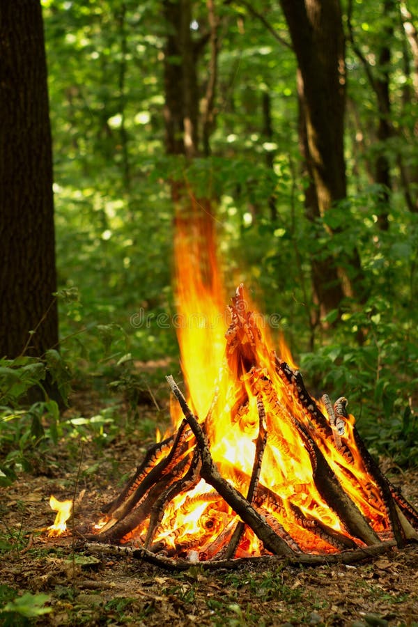 Bonfire in the forest. stock image. Image of flammable - 44467191