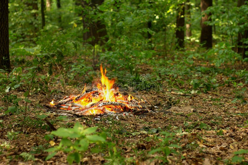 Bonfire in the forest. stock photo. Image of coal, district - 44467196