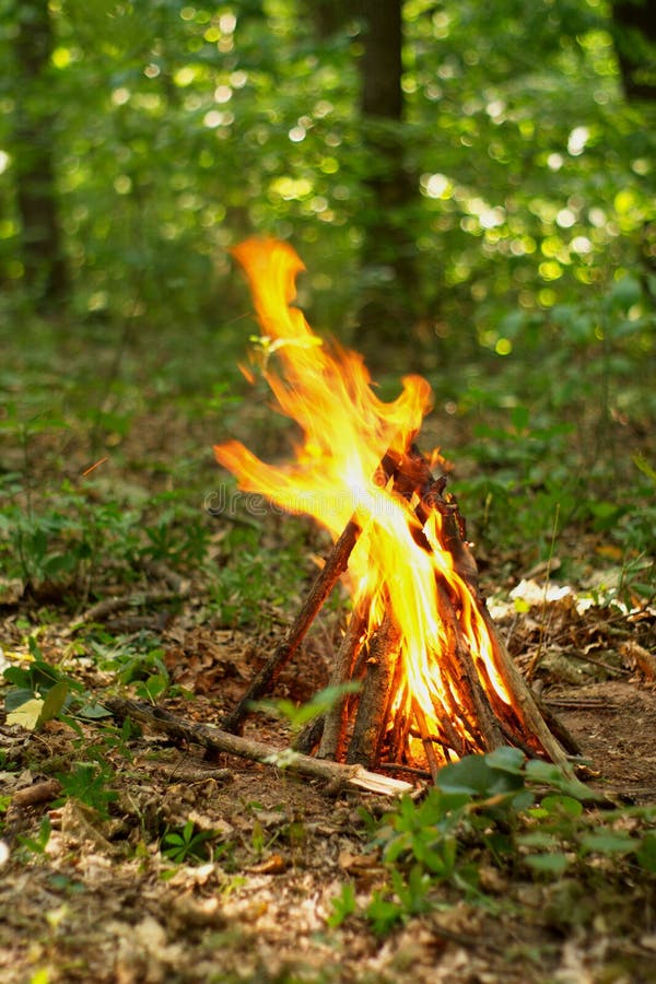 Bonfire in the forest. stock photo. Image of inferno - 44467228