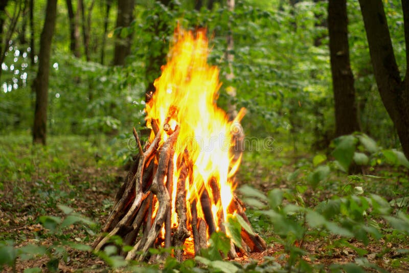 Bonfire in the forest. stock image. Image of nature, fire - 44467645