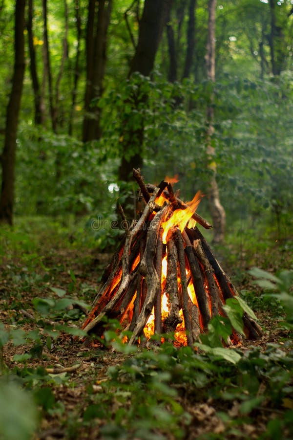Bonfire in the forest. stock image. Image of forest, glowing - 44467829