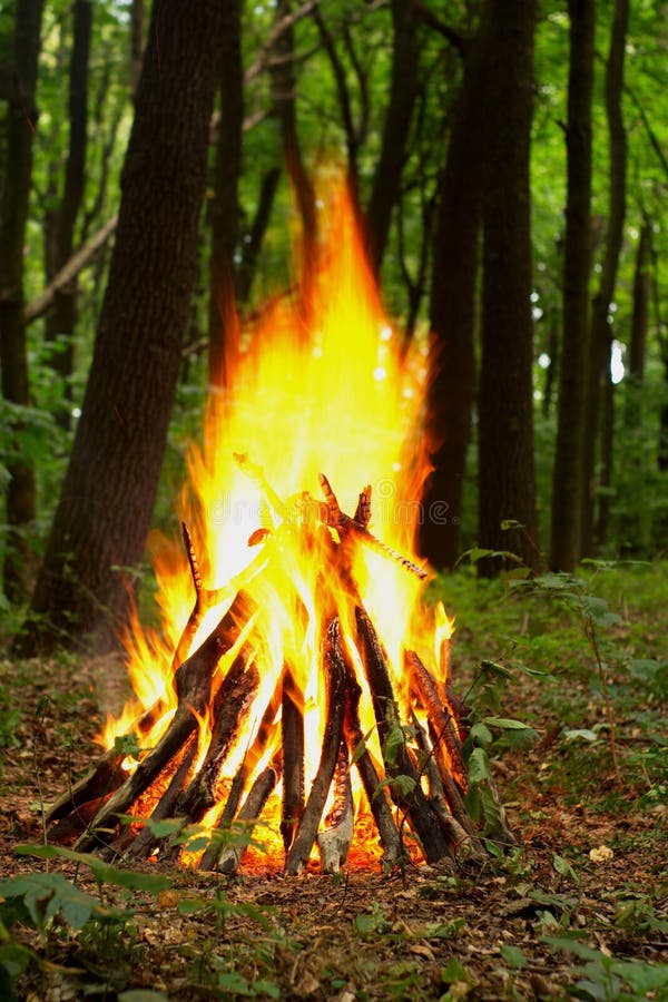 Bonfire in the forest. stock photo. Image of bright, district - 44467882