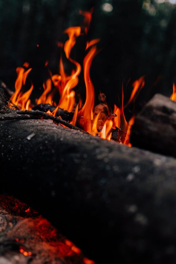 The bonfire in the forest stock photo. Image of bonfire - 225024464