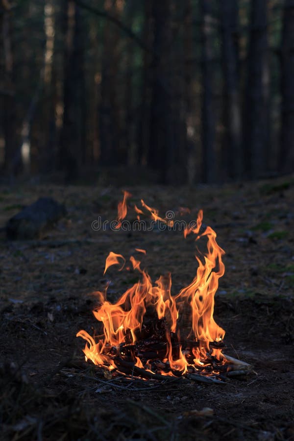 Bonfire in the forest stock photo. Image of smoke, night - 100000018