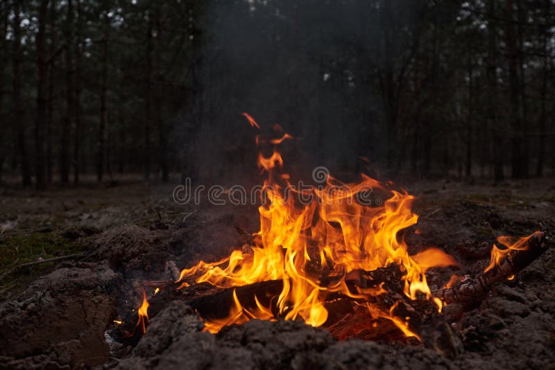 Bonfire in forest, camp stock image. Image of blaze, effects - 14359487