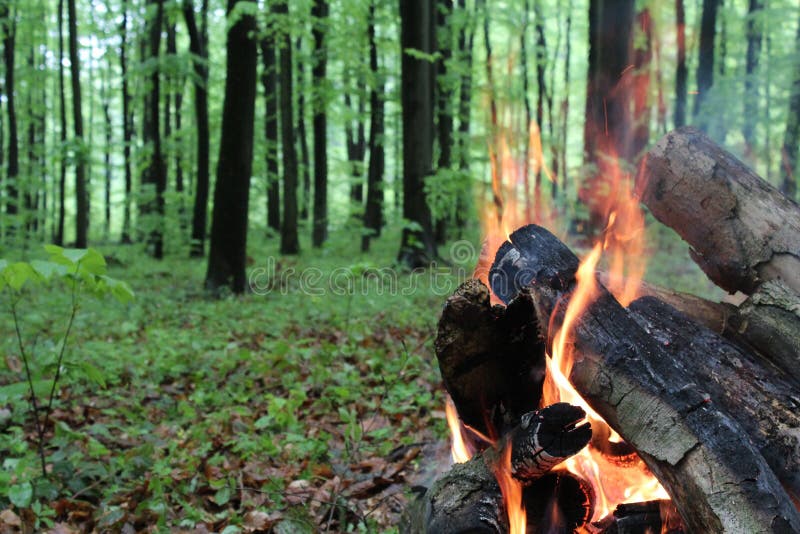 Bonfire in the forest stock image. Image of rain, forest - 146744541