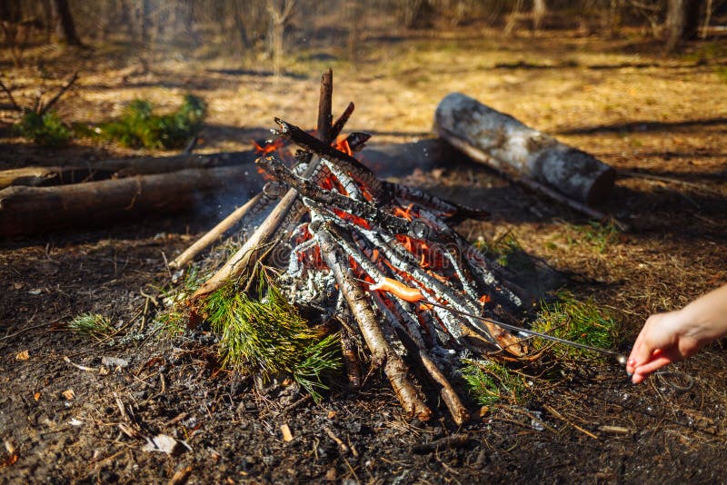 Bonfire in the Forest. on the Fire Roasted Suck Stock Image - Image of ...