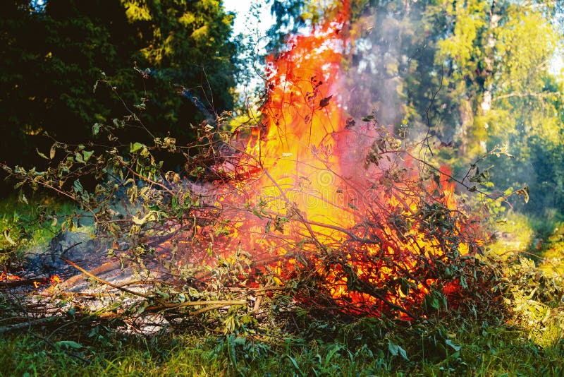 Bonfire in the Forest on Summer Day Stock Photo - Image of orange ...