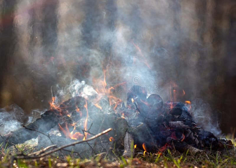 Bonfire in the Forest on Vacation. Fire Hazard Stock Image - Image of ...