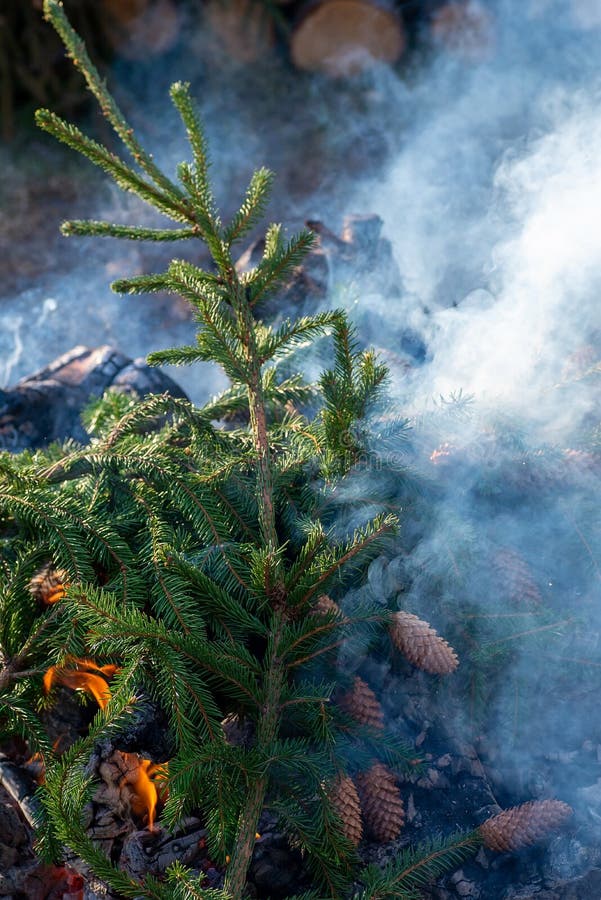 A Bonfire of Fresh Spruce Branches with Cones, Thick Gray Smoke, a ...