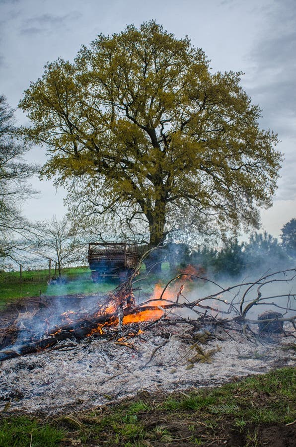 Bonfire in Front of a Large Tree Stock Image - Image of rural, ashes ...