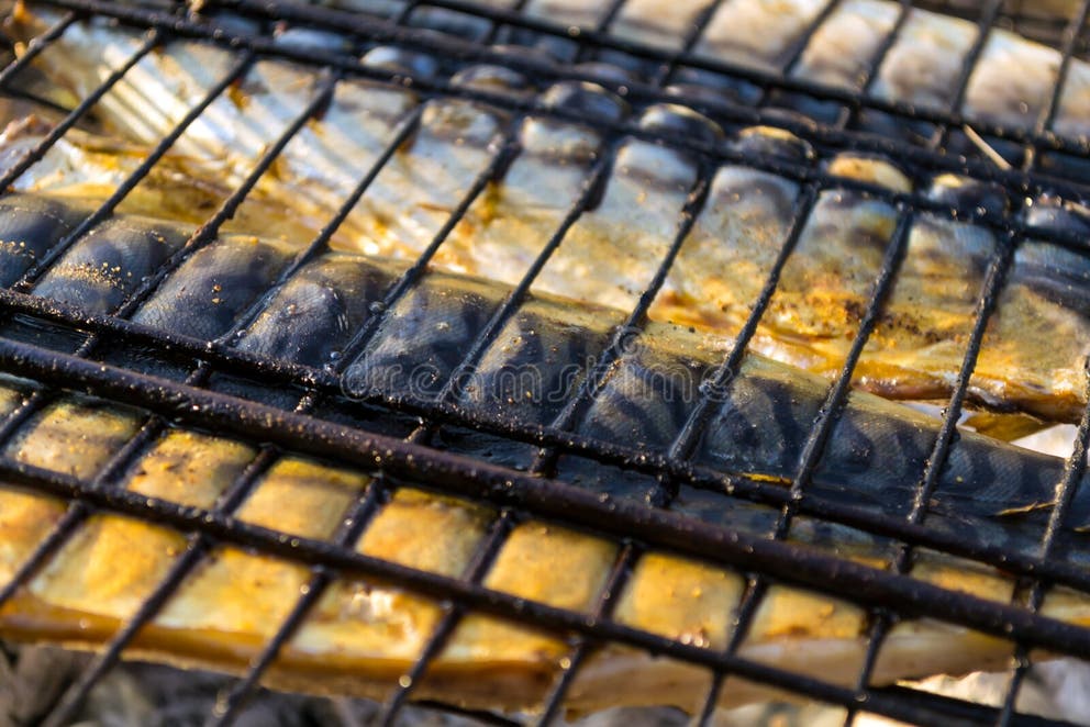 Bonfire mackerel fish stock image. Image of healthy - 178534777