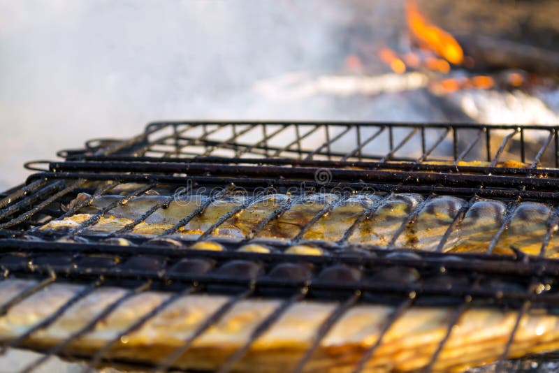 Bonfire mackerel fish stock image. Image of healthy - 178534939
