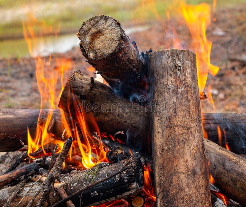 Bonfire Made of Pine Sticks and Branches is Burning with Bright Orange ...