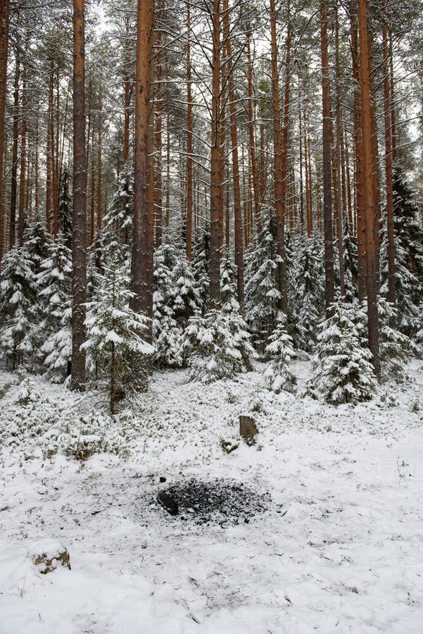 Bonfire and Traces of Human Presence in the Forest Stock Image - Image ...
