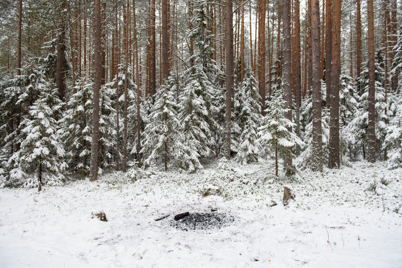 Bonfire and Traces of Human Presence in the Forest Stock Photo - Image ...