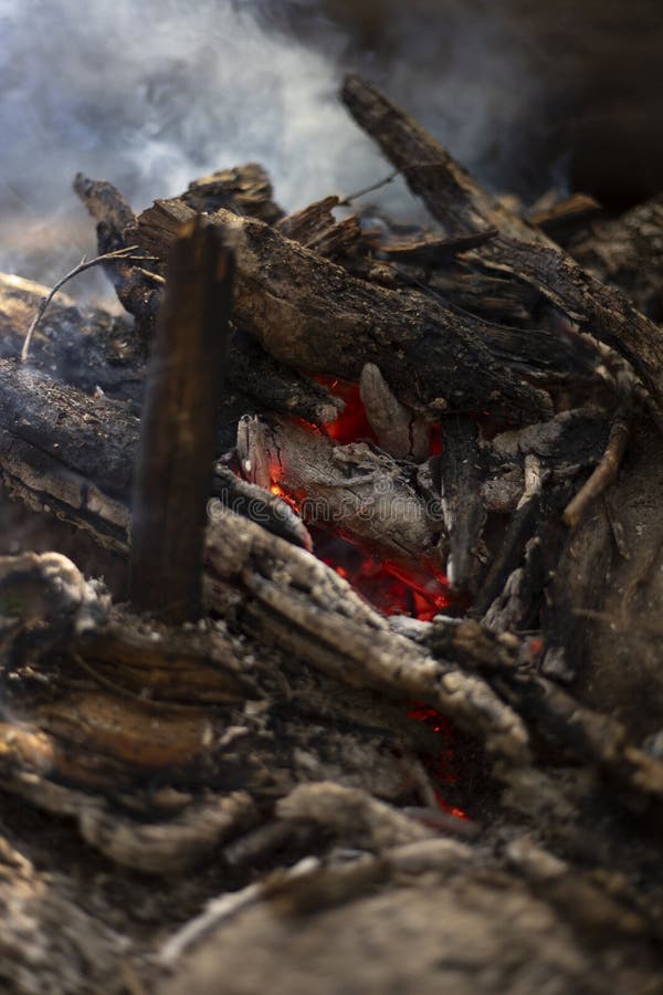 A Bonfire in the Woods. Burning Branches Stock Photo - Image of heat ...