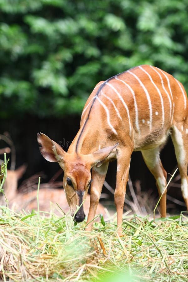 Nyala Male and Female Pair stock photo. Image of antelope - 38334152