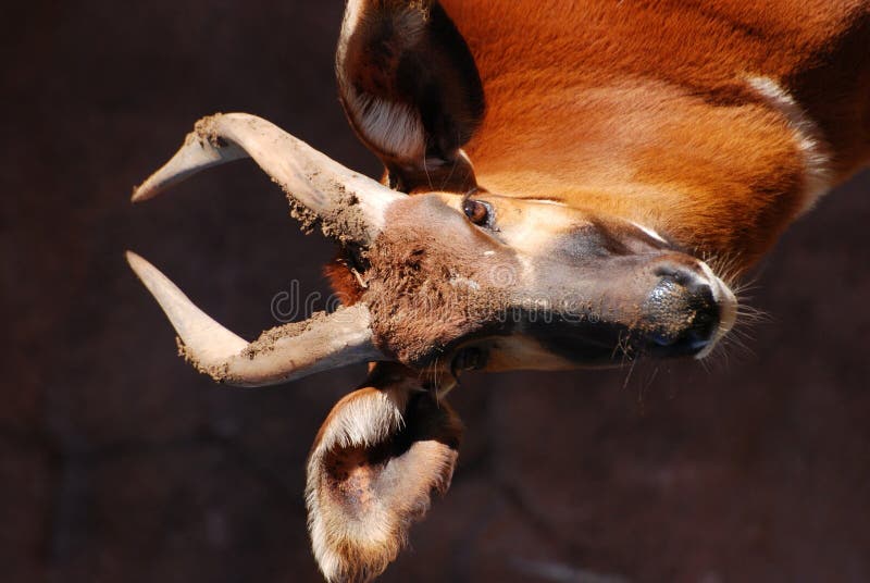 Bongo Antelope stock photo. Image of reddish, eyes, front - 20033374