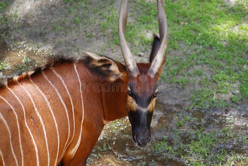 Bongo at the Norfolk Zoo stock image. Image of african - 173062011
