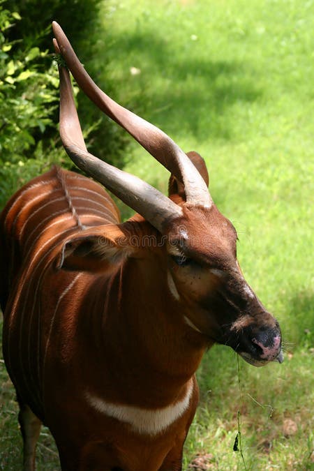 Bongo stock image. Image of horns, hoof, bongo, stripes - 18083