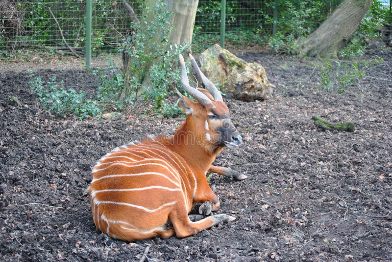 Bongo stock photo. Image of zoom, colorful, striped, dublin - 18627728