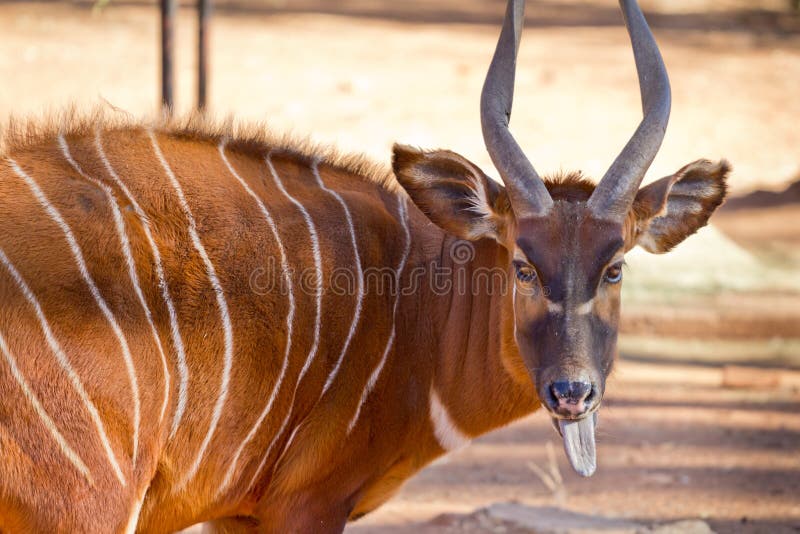 Bongo stock photo. Image of herbivore, stripe, eurycerus - 26023608