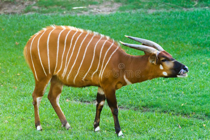 Okapi stock photo. Image of species, johnstonia, horns - 1062156