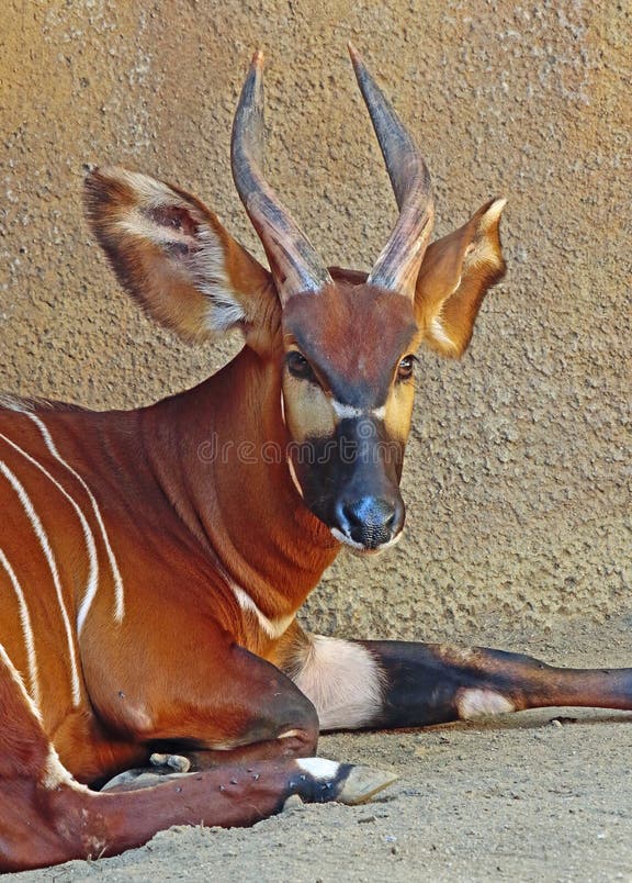 Bongo stock image. Image of reddish, nostril, nose, look - 89478695