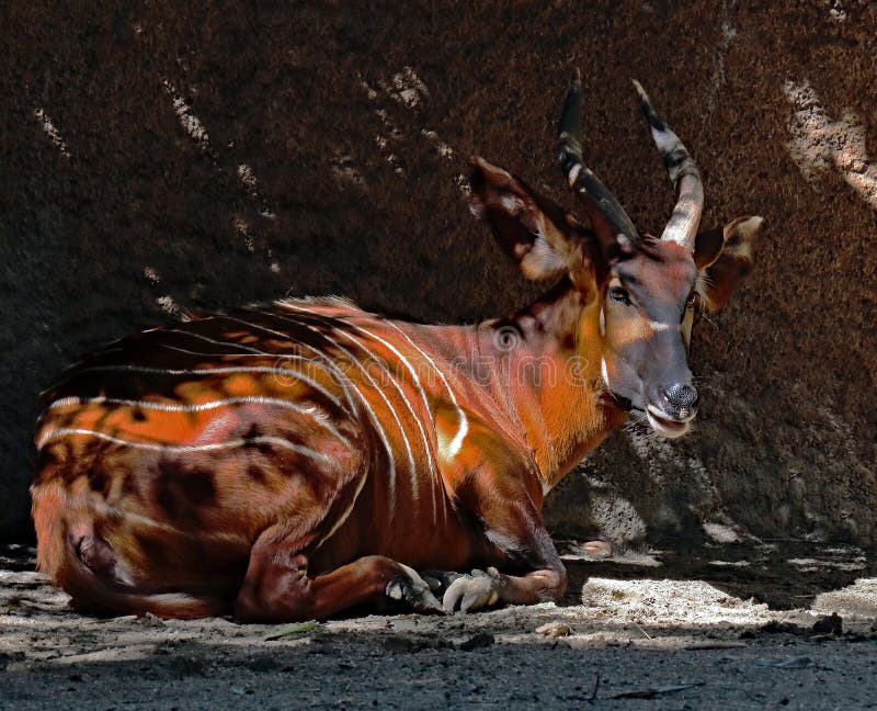 Bongo stock photo. Image of coat, black, nose, outdoor - 89478820