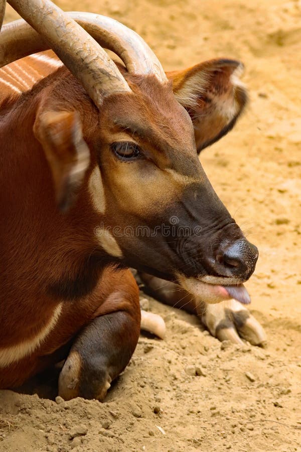 Bongo stock image. Image of animal, male, africa, nose - 89480315
