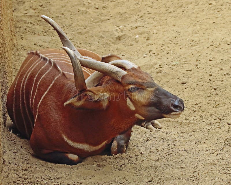 Female Bongo Antelope with Large Horns Stock Photo - Image of natural ...