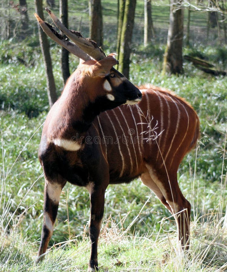 Bongo Antelope stock photo. Image of mammal, bongo, protected - 225624