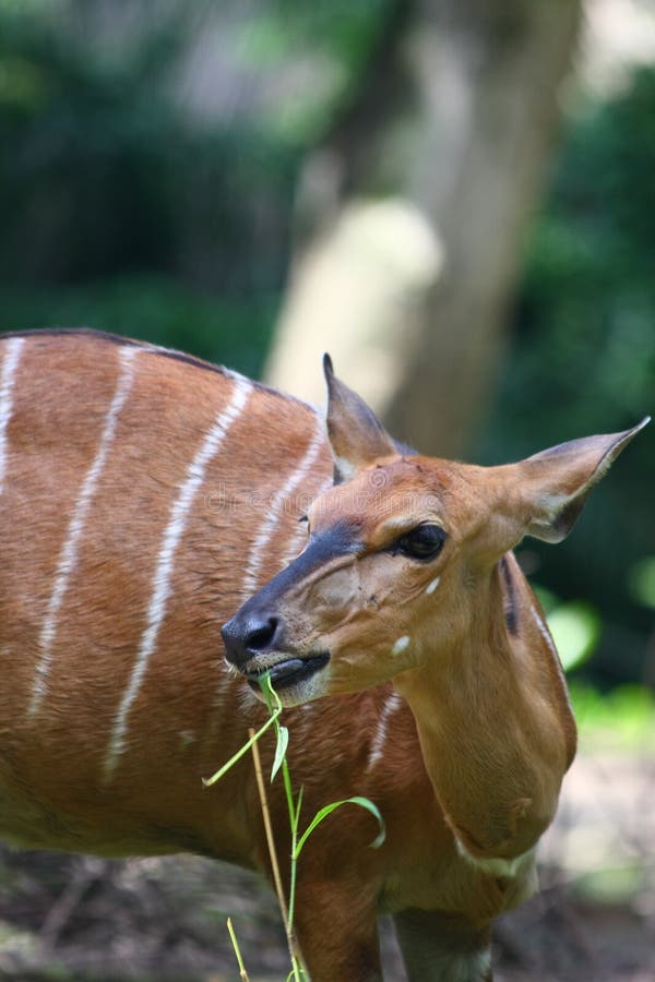 Bongo (Antelope) stock image. Image of antelope, headshot - 14173457