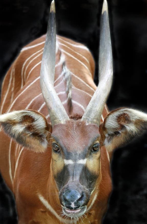 Bongo Antelope stock photo. Image of reddish, eyes, front - 20033374