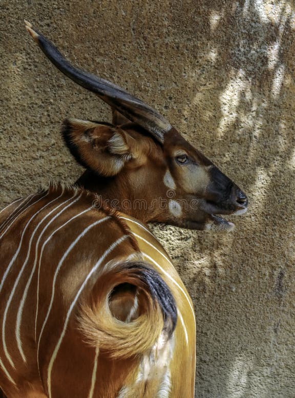 Bongo Antelope stock photo. Image of africa, pose, buck - 107988022