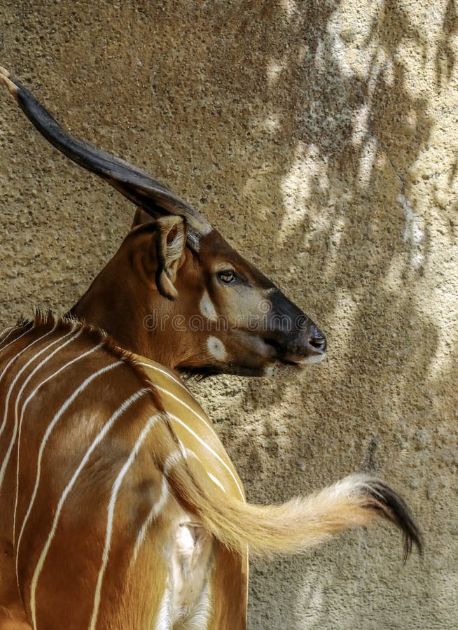 Bongo Antelope stock photo. Image of portrait, horn - 107988440
