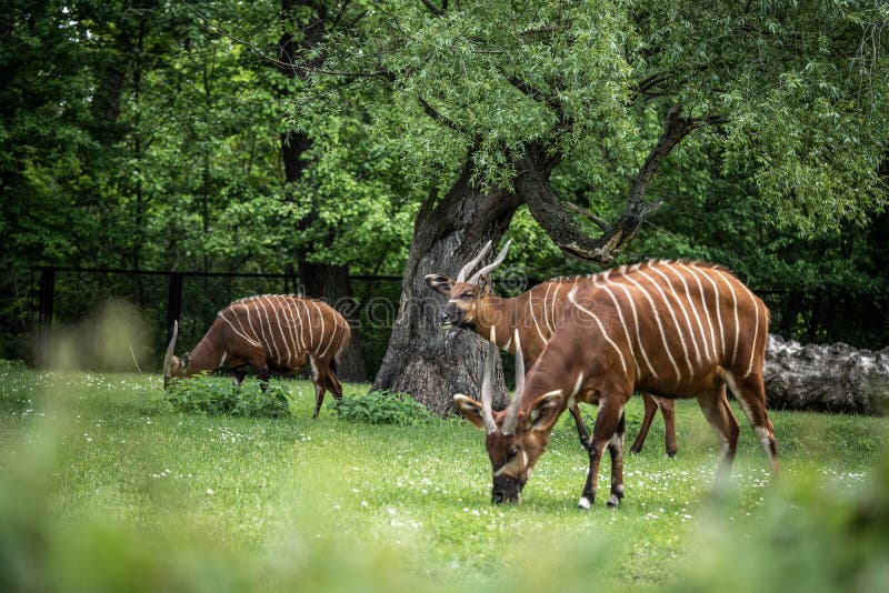 Bongo Antelope Eating Juicy Grass, Incredible Wildlife Stock Photo ...