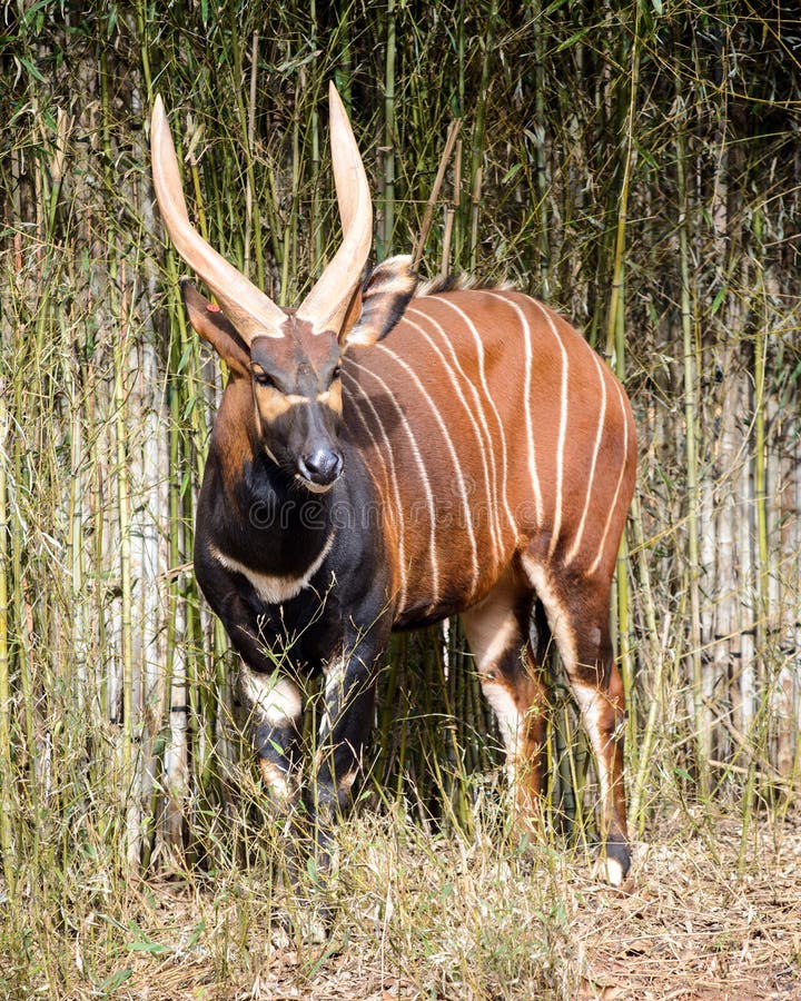 Bongo Antelope stock photo. Image of mammal, bongo, protected - 225624