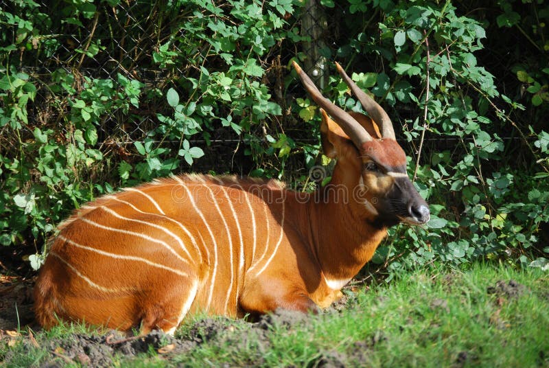 Bongo antelope stock image. Image of wild, bongo, eurycerus - 40174505