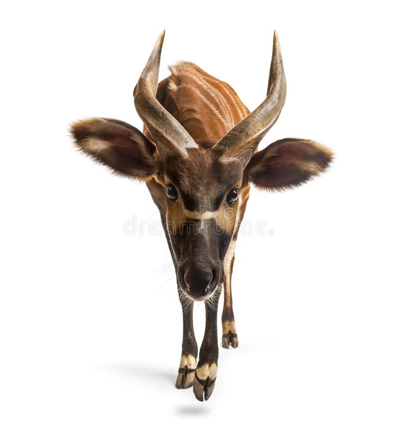 Bongo Antelope stock photo. Image of mammal, bongo, protected - 225624