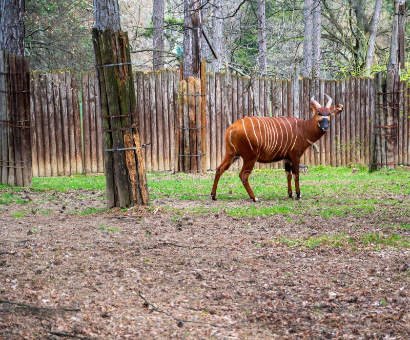Bongo Antelope Walks through Forest Stock Image - Image of animal ...