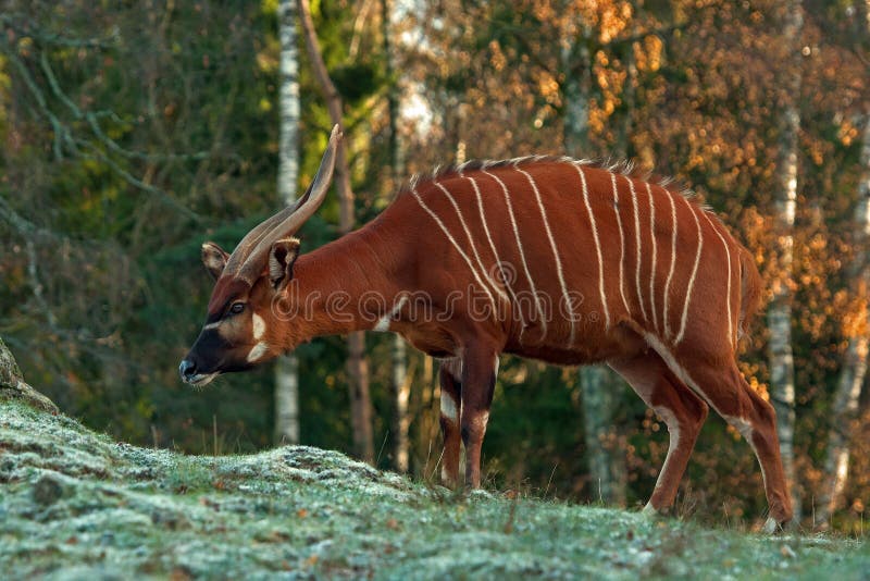Bongo Antylopa, Bongo Tragelaphus Eurycerus Obraz Stock - Obraz ...