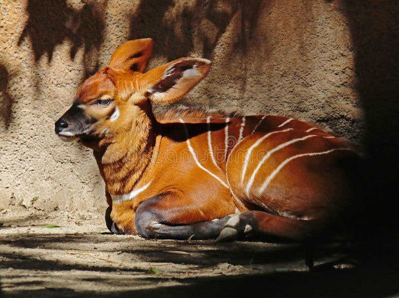 Bongo stock image. Image of nose, herbivorous, horned - 89479505