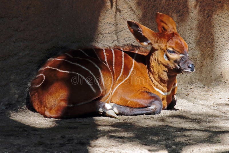 Bongo stock photo. Image of fauna, herbivore, buckskinman - 89479676