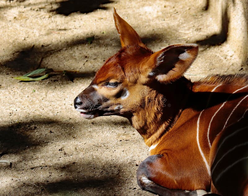 Bongo stock photo. Image of look, black, antelopes, horns - 89479838