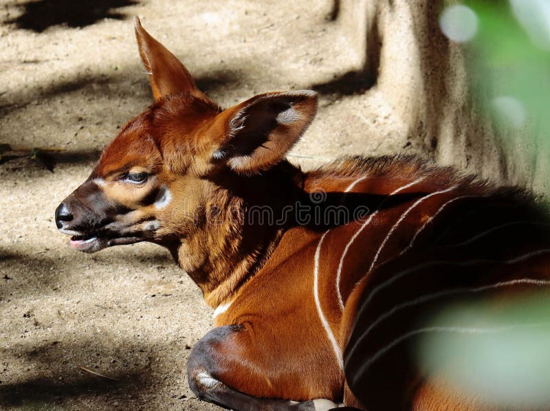 Female Bongo Antelope with Large Horns Stock Photo - Image of natural ...