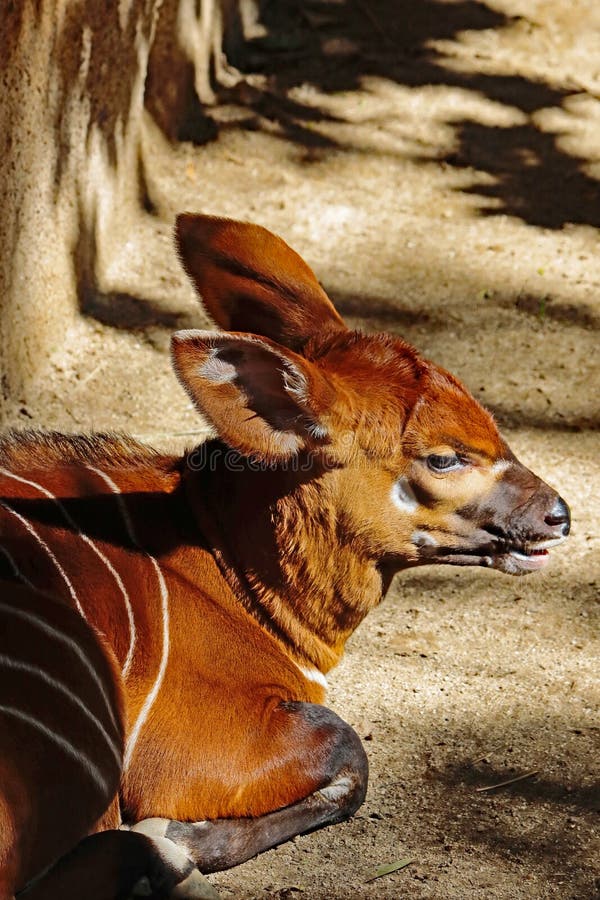 Bongo stock image. Image of nature, observing, observe - 89479889